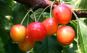 Купить Черешню Франц Иосиф. Саженцы питомника ТвойСад.