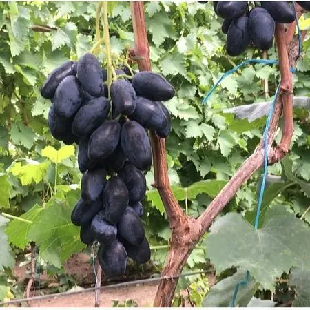 Купить саженцы винограда Черный коготь с очень красивыми и вкусными ...